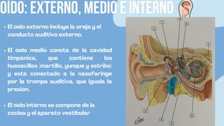 OÍDO, membrana timpánica, estructura y anatomía | PDF