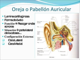 anatomia oido externo | PPT