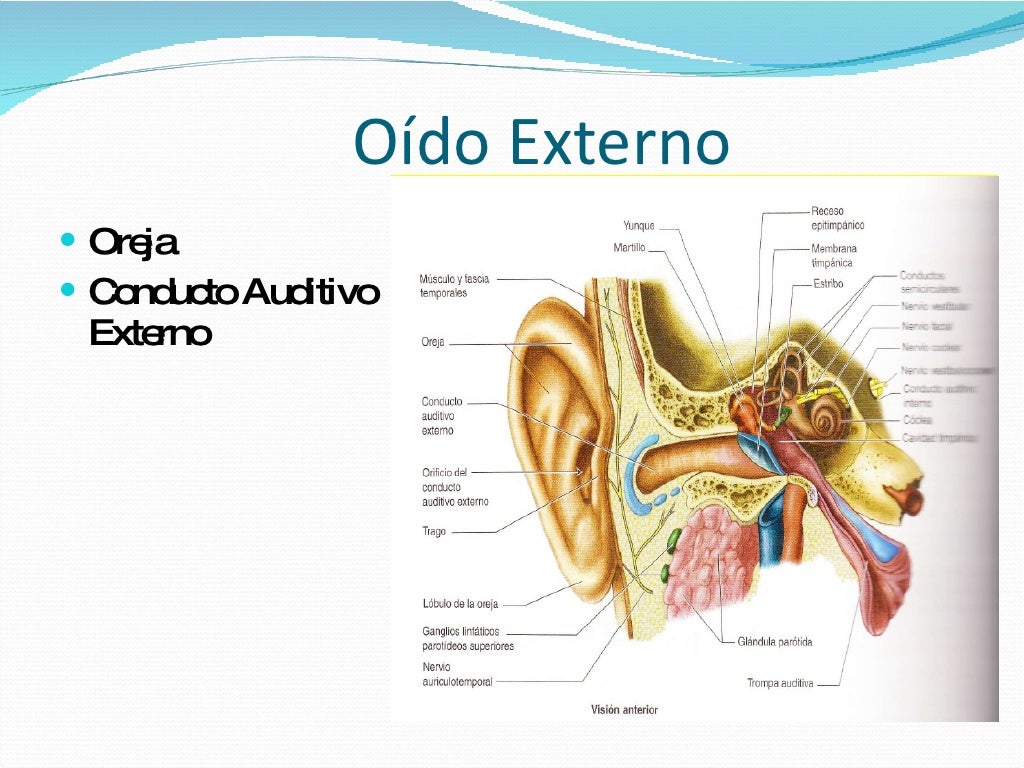 anatomia oido externo