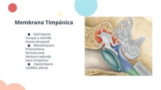 Oido Anatomía y Fisiología Otorrino.pptx