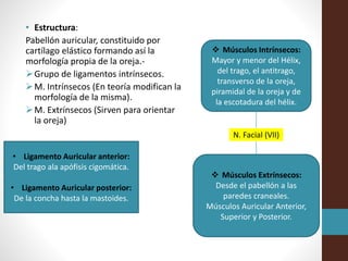 Anatomía de Oido | PPTX
