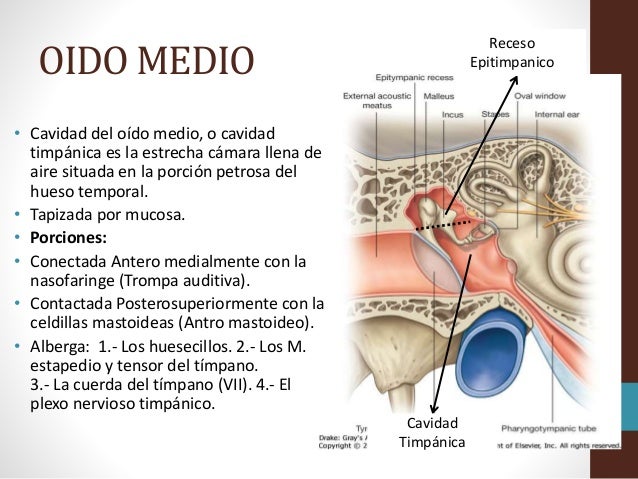 Anatomía de Oido