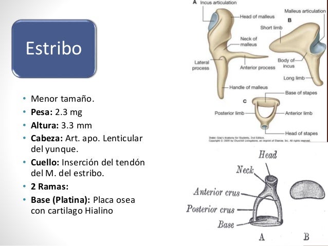 Anatomía de Oido