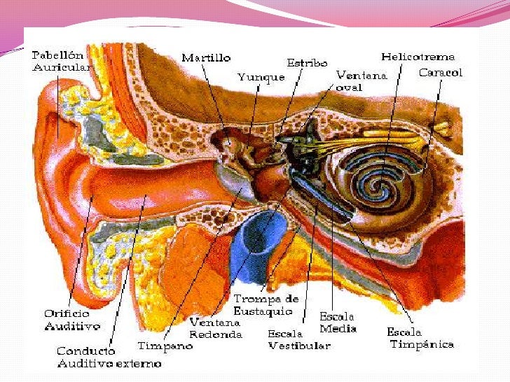 Oido Interno