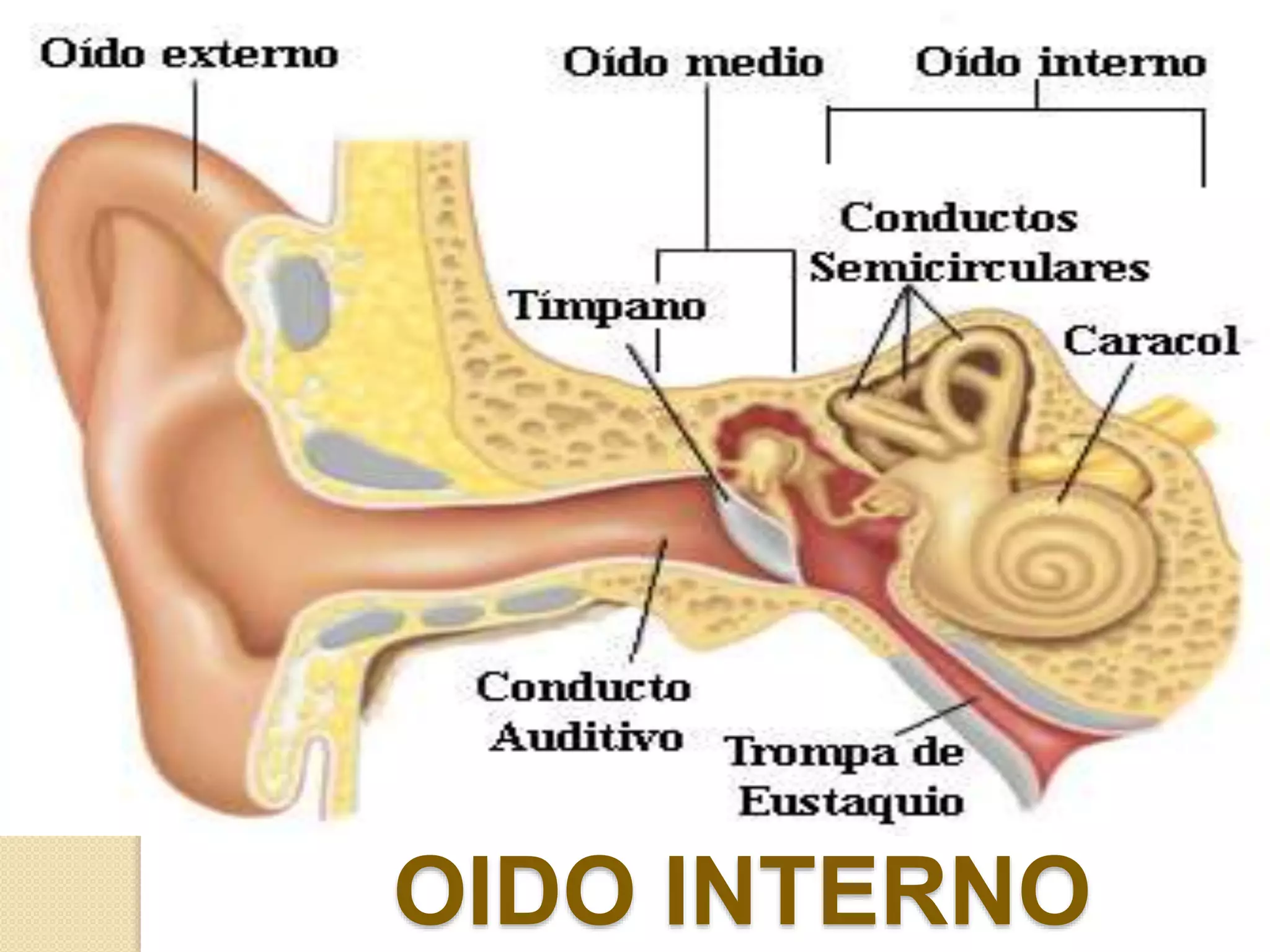 Oído interno | PPT