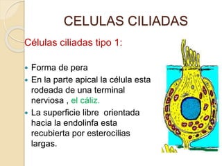 Oído interno | PPTX