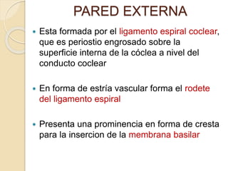 Oído interno | PPTX