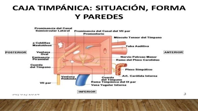 Oido medio pediatria joselina