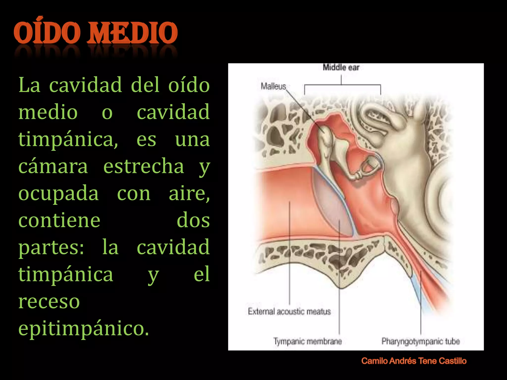 Oído Externo y Medio [Conducto auditivo externo, membrana timpánica ...