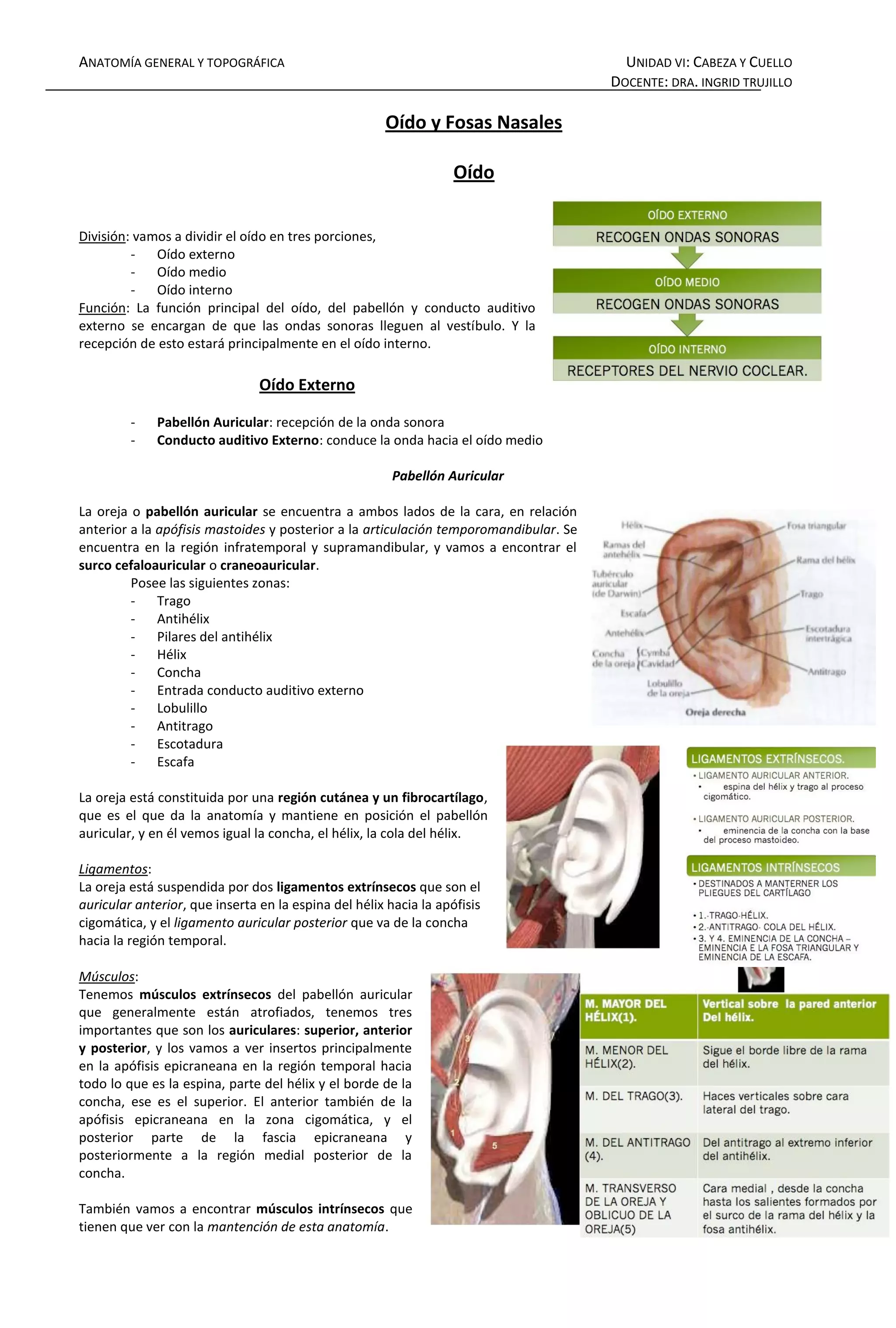 Oido y fosas nasales | PDF
