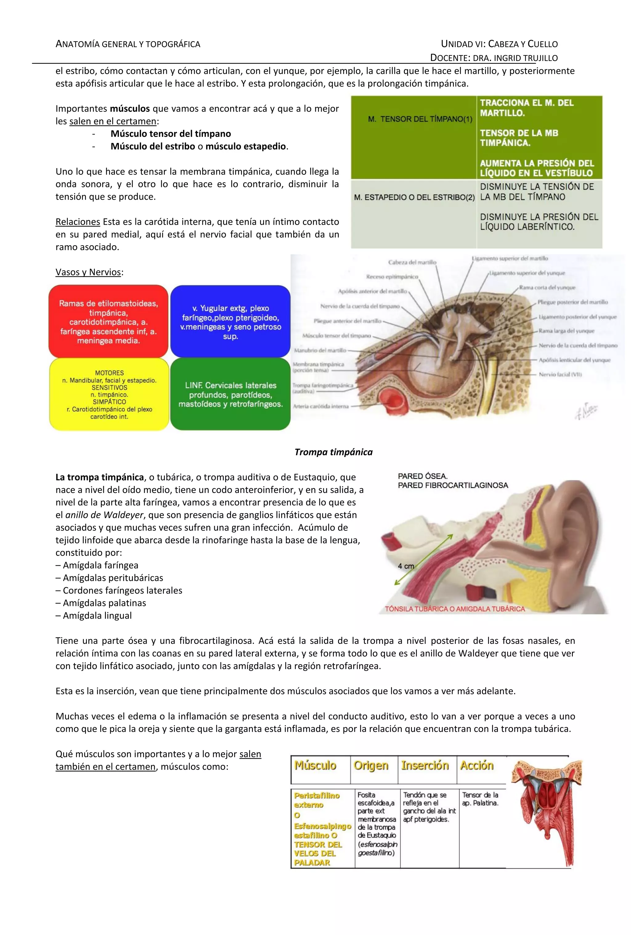 Oido y fosas nasales | PDF