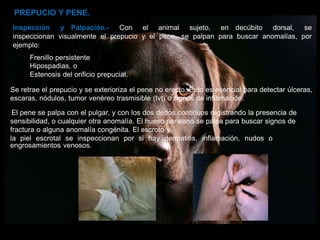 Unidad 9 aparato reproductor pequeñas especies clinica | PPTX