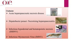 OIE listed diseases in fishes | PPTX