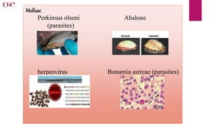OIE listed diseases in fishes | PPTX