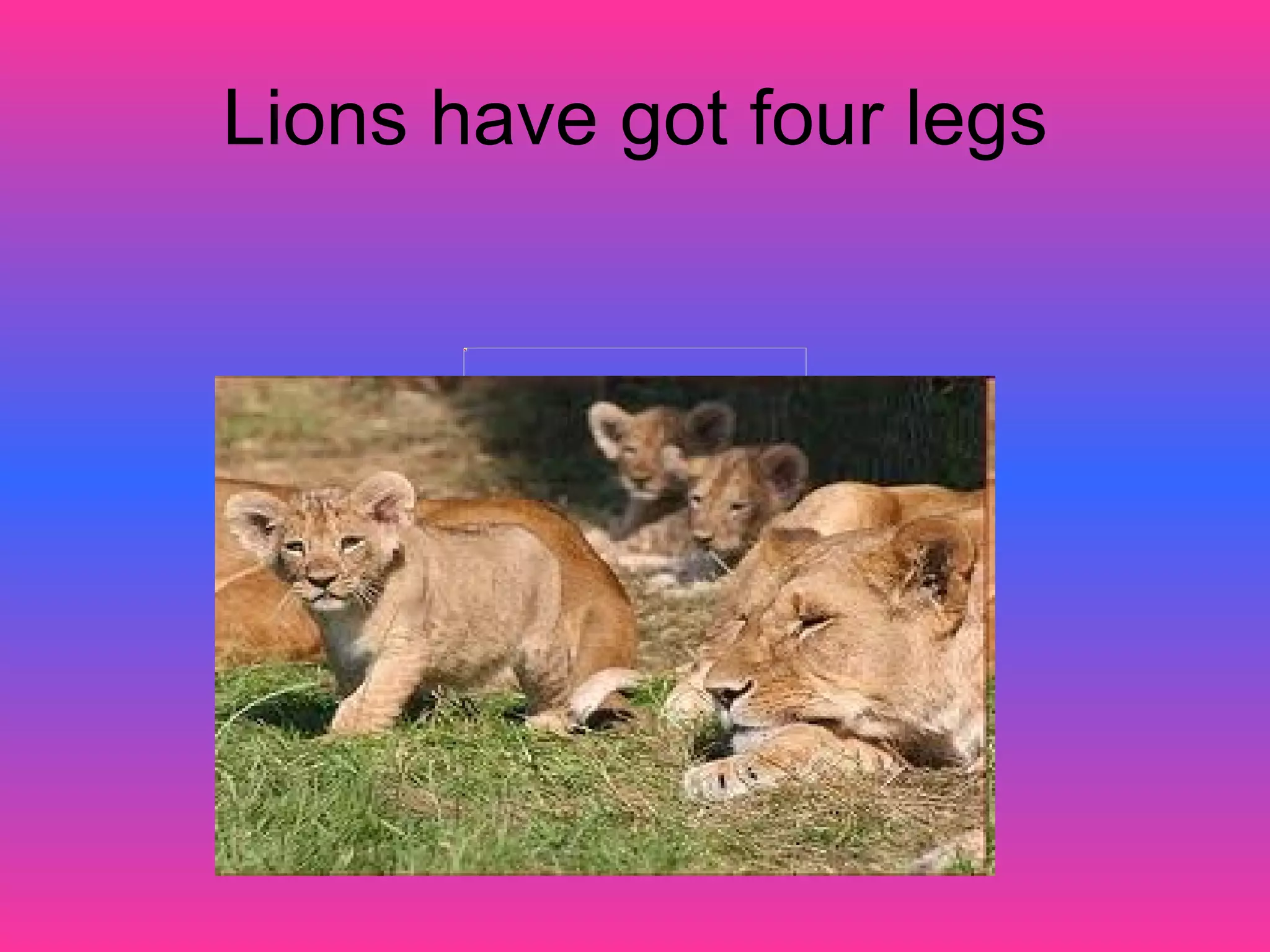 Oihan (lions) | PPS