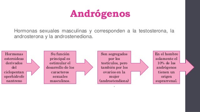 Sistema endocrino