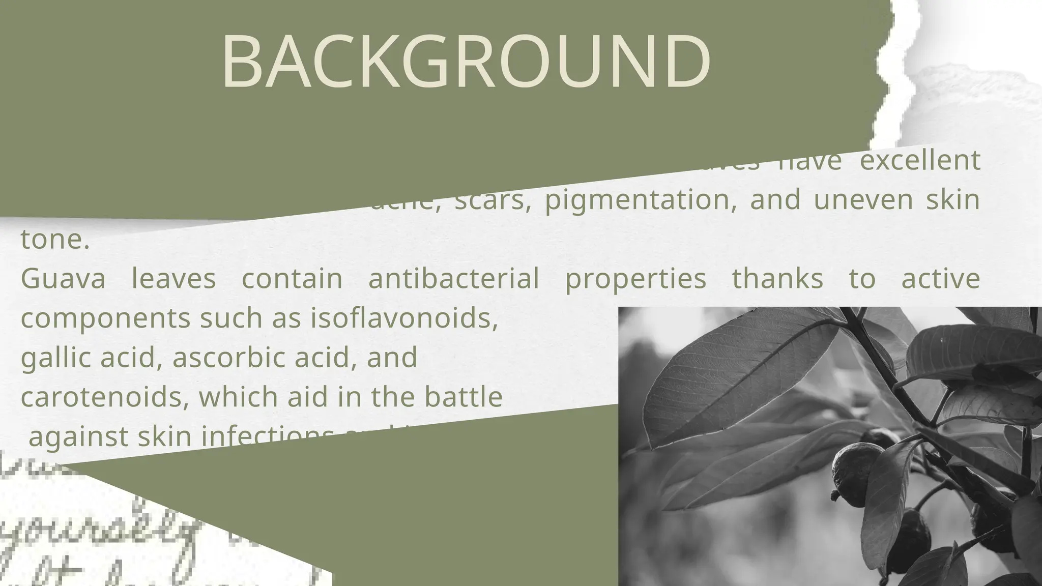 Oil. Process of making guava leaf oil with coconut | PPTX
