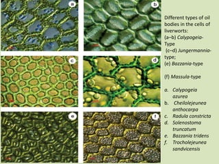 Oil bodies and their relative importance in the systematics of ...