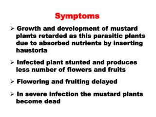 Oil crop diseases in bangladesh by zahid | PPT