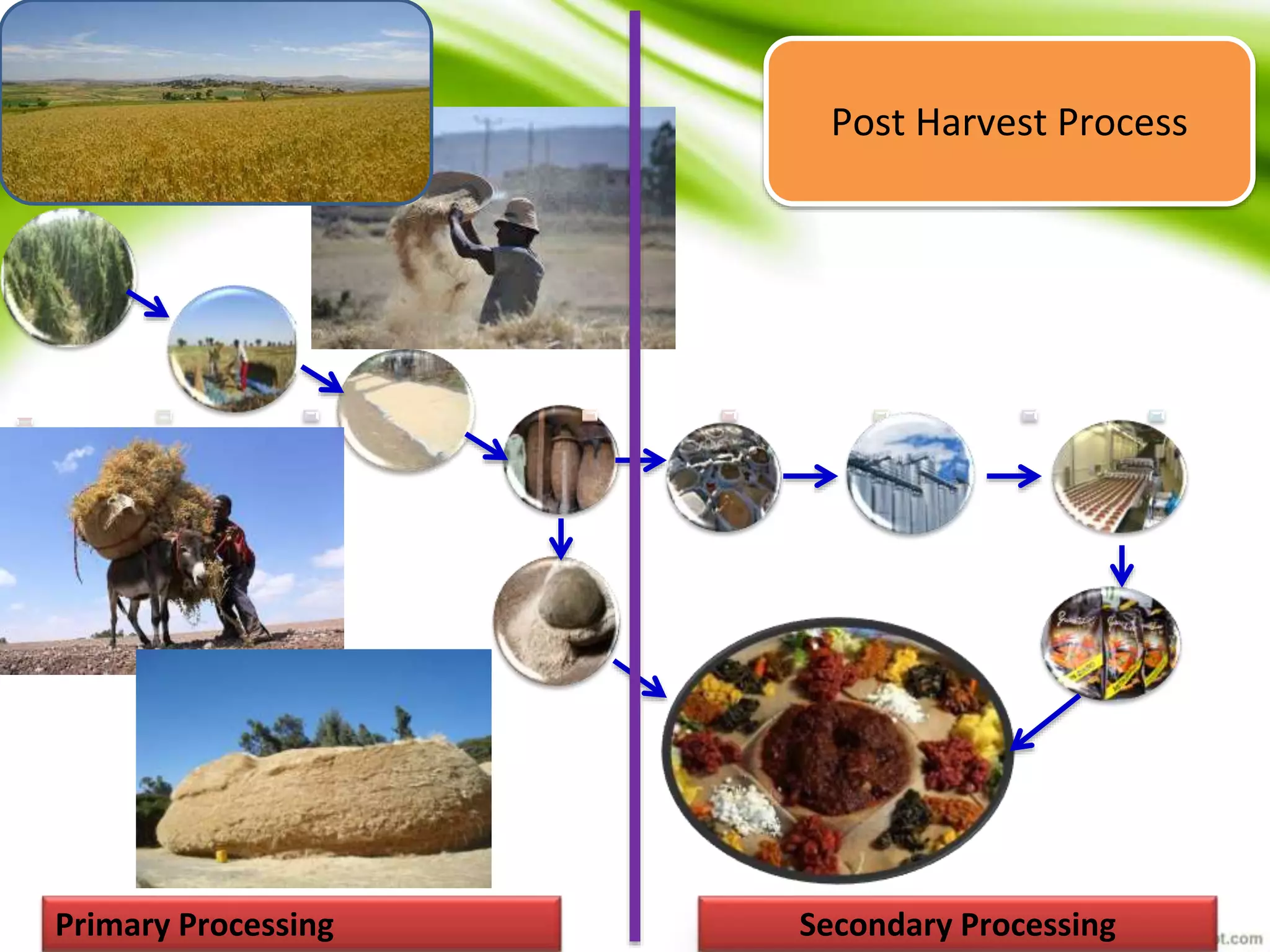 Oil crops post harvest handling | PPTX