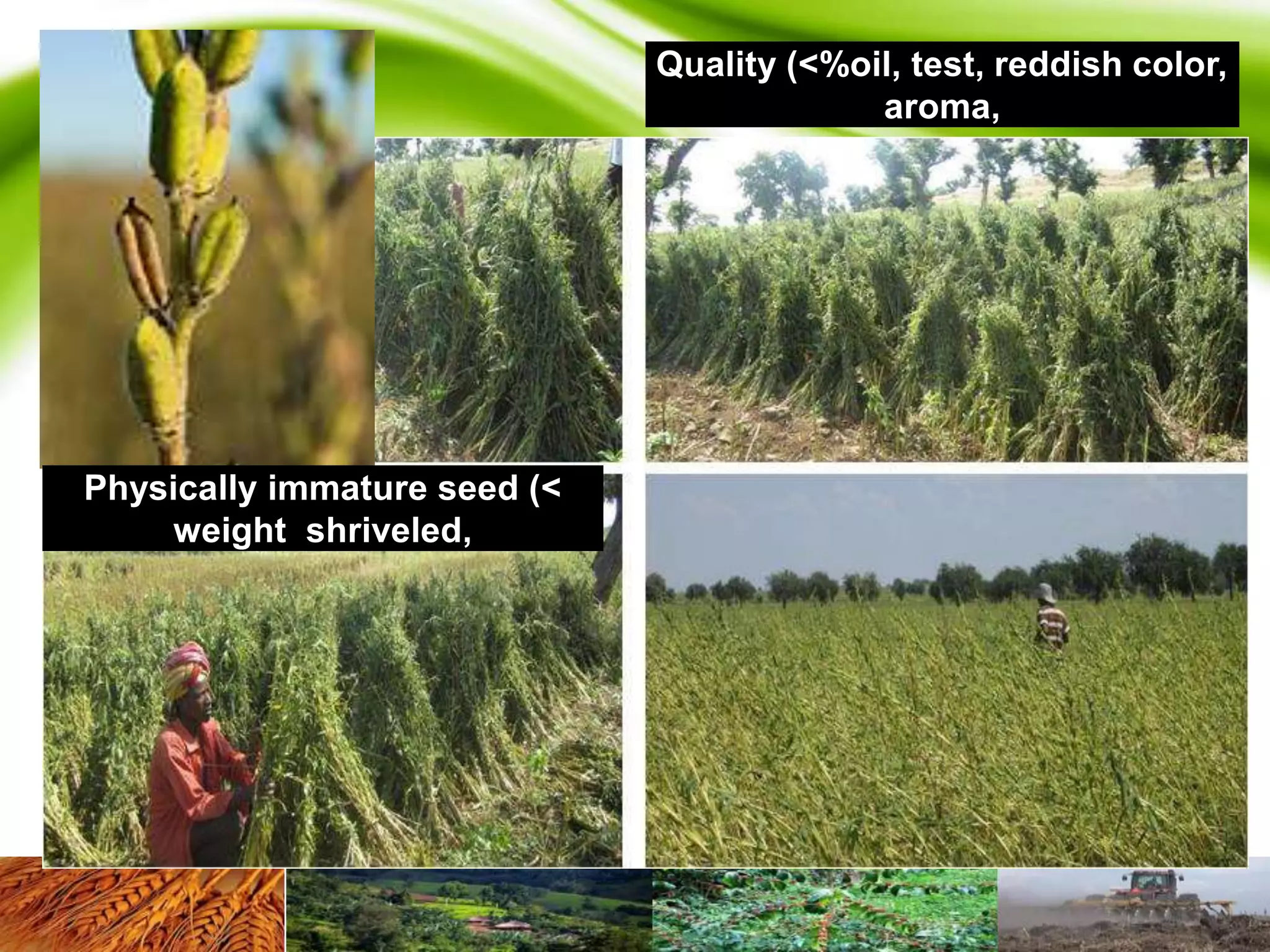 Oil crops post harvest handling | PPTX