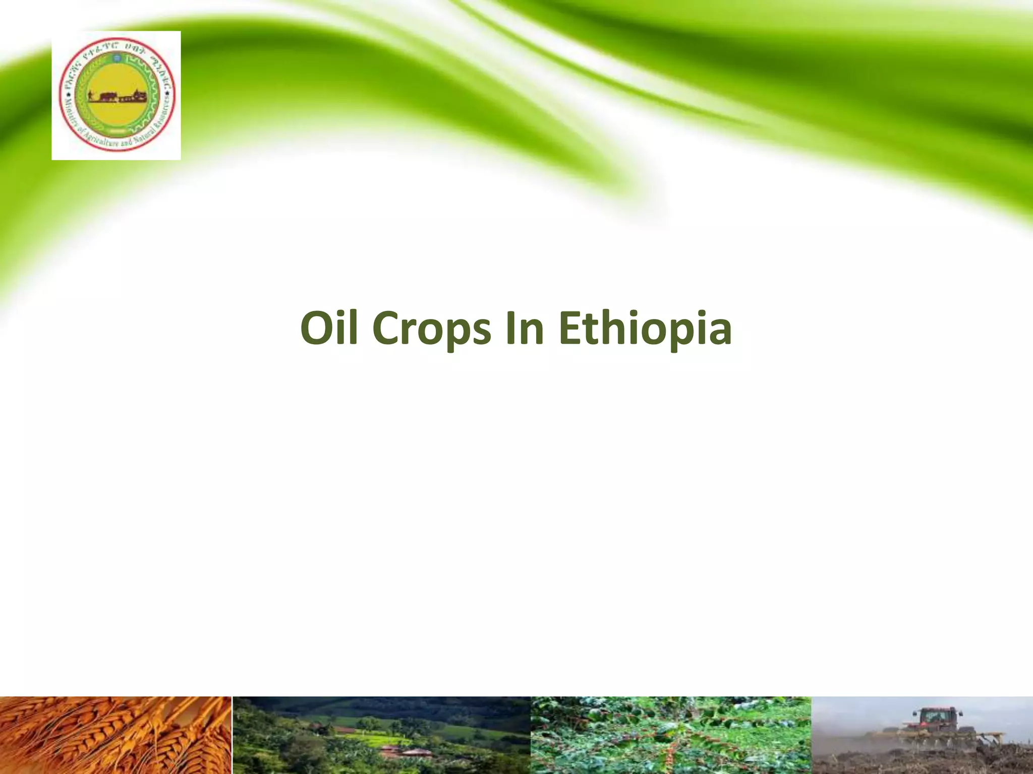 Oil crops post harvest handling | PPTX