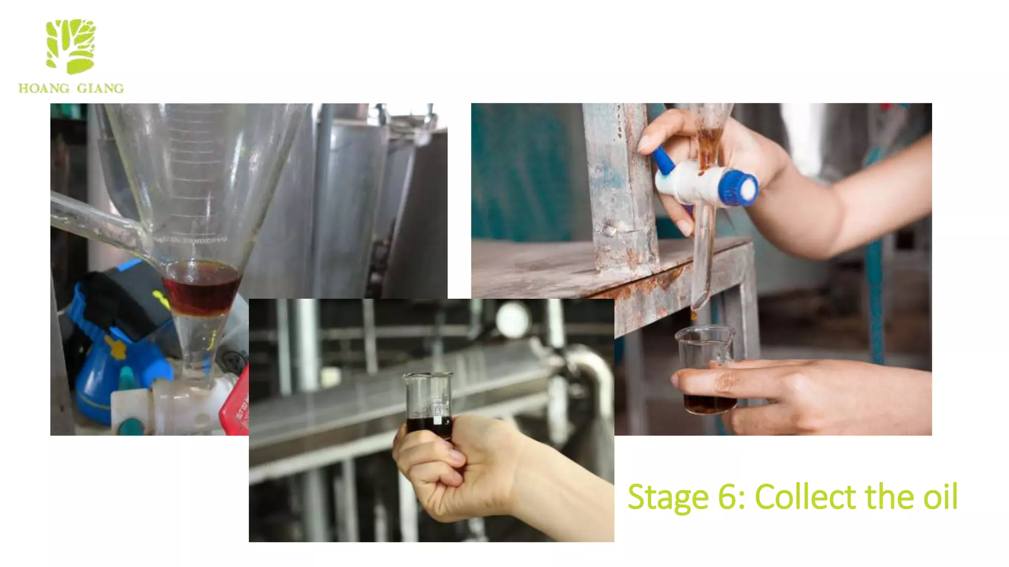 Hoang Giang Agarwood oil extraction process | PPTX
