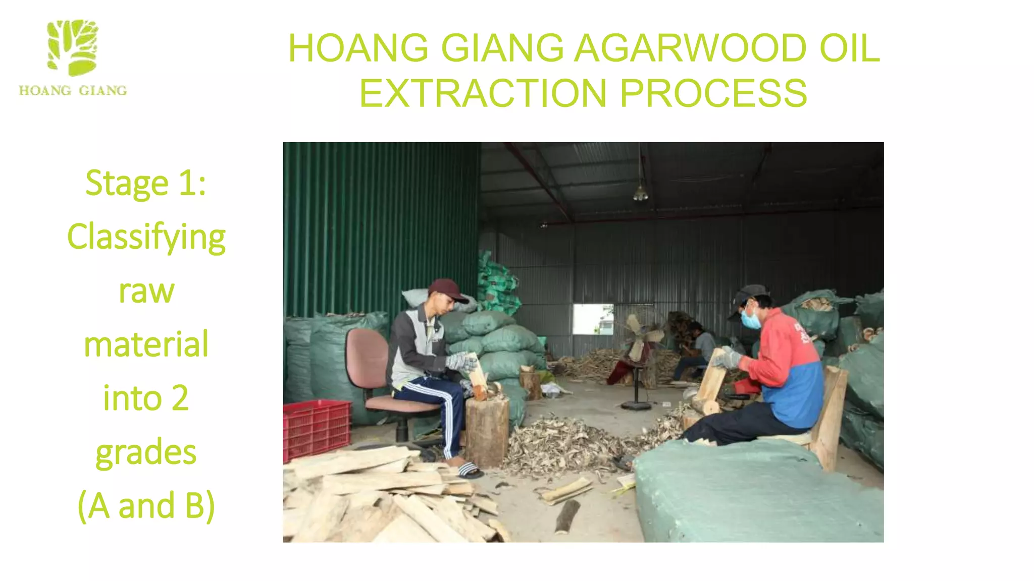 Hoang Giang Agarwood oil extraction process | PPTX