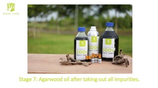 Hoang Giang Agarwood oil extraction process | PPTX