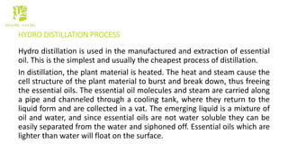 Hoang Giang Agarwood oil extraction process | PPTX | Perfume and ...