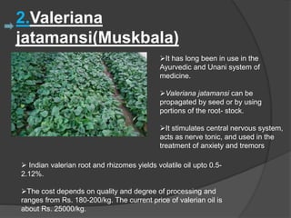 Oil from unexplored herbs | PPT