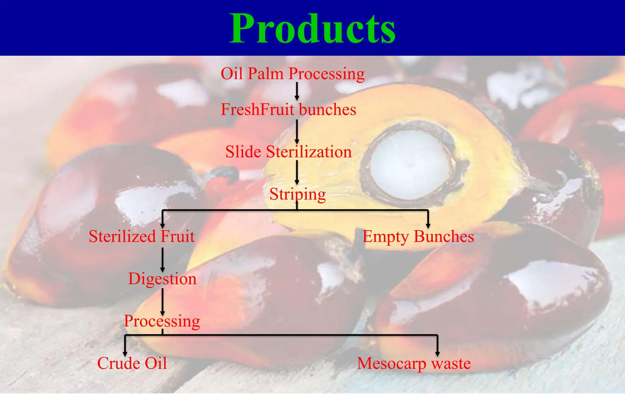 oil_palm | PPTX