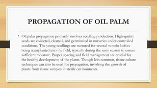 Oil_palm_presentation_by__Sriman___.pptx | Agriculture | Industries
