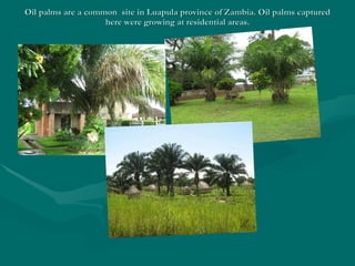 Oil Palm Development In Zambia | PPT