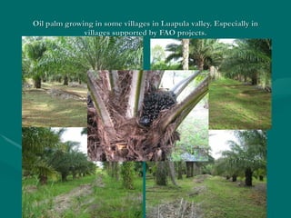 Oil Palm Development In Zambia | PPT