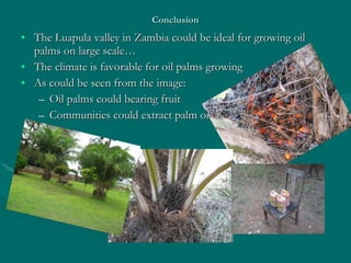 Oil Palm Development In Zambia | PPT