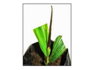 Oilpalm diseases agriculture pathology subject | PDF