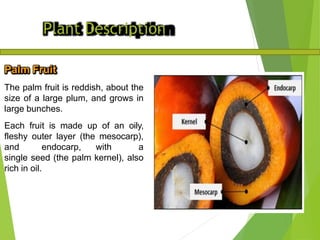 oilpalmproductiontechnology-180918045845.pptx