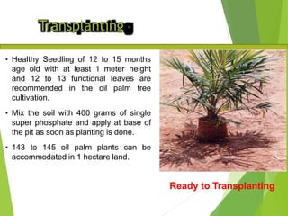 oilpalmproductiontechnology-180918045845.pptx