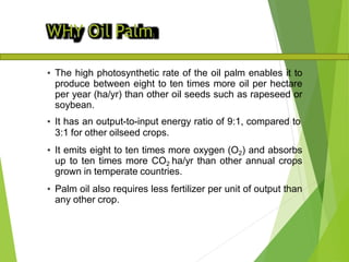 oilpalmproductiontechnology-180918045845.pptx