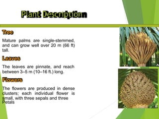 oilpalmproductiontechnology-180918045845.pptx