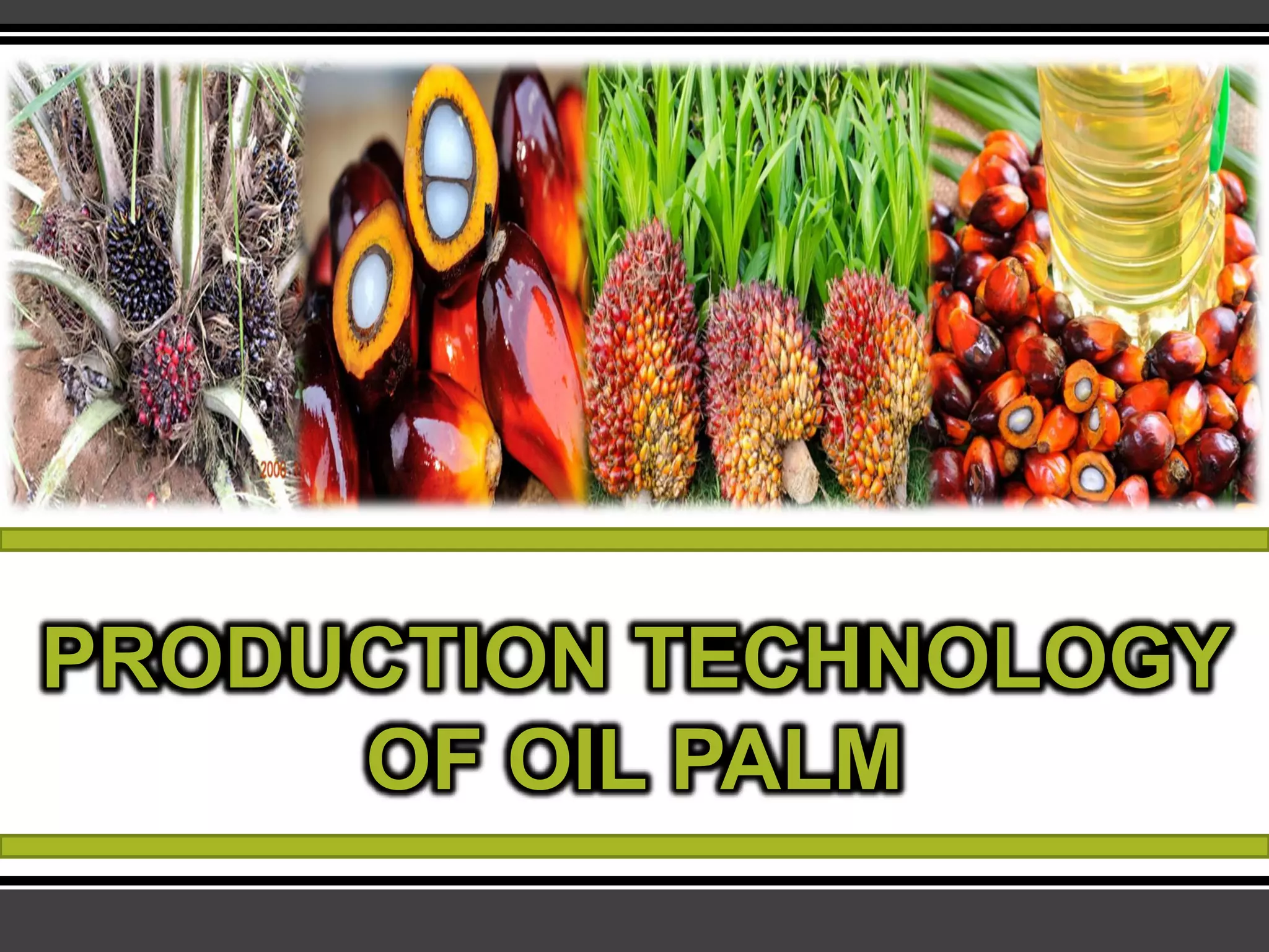 Economic importance and Production technology of Oil Palm | PDF