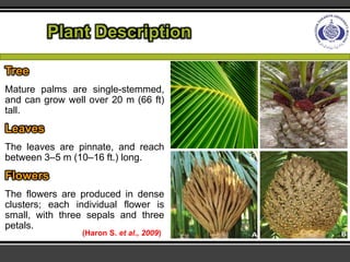 Economic importance and Production technology of Oil Palm | PDF