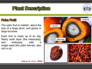 Economic importance and Production technology of Oil Palm | PDF