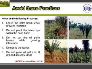 Economic importance and Production technology of Oil Palm | PDF
