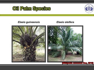 Economic importance and Production technology of Oil Palm | PDF