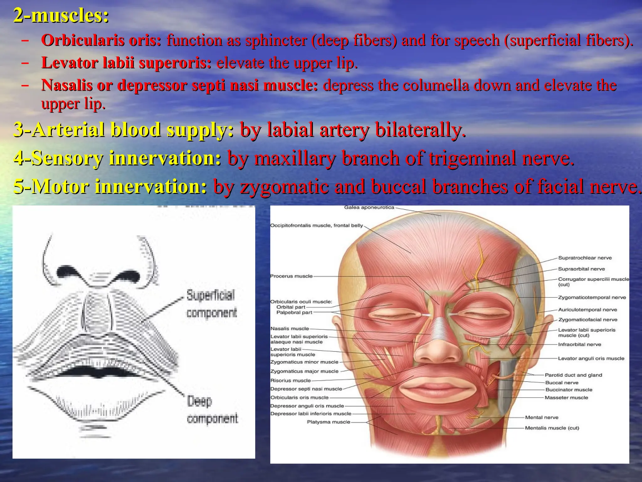 CLEFT LIP AND PALATE IN OMFS ADVANCED PPT | PPT