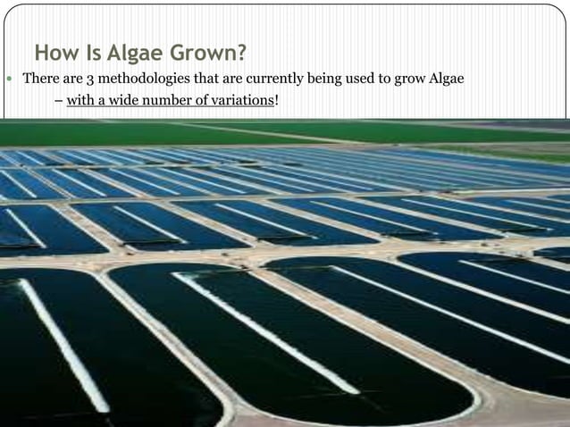Biodiesel production from algae | PPTX | Chemistry | Science
