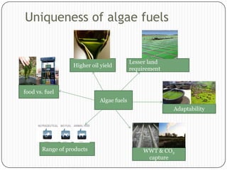 Biodiesel production from algae | PPTX