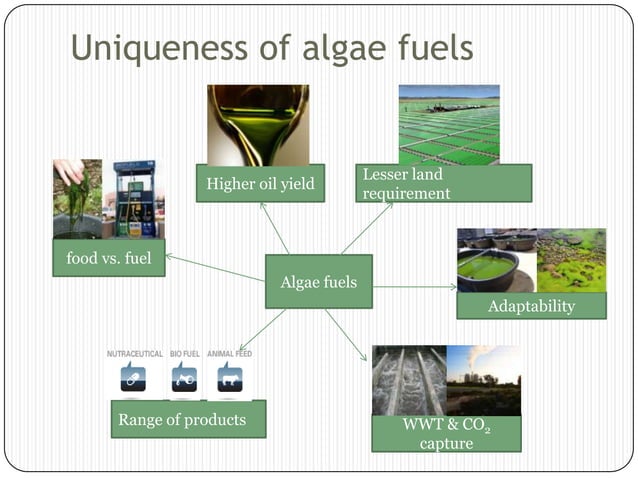 Biodiesel production from algae | PPTX | Chemistry | Science